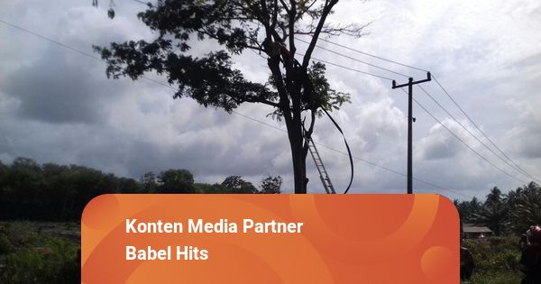 Warga Bangka Barat Tewas Tersengat Listrik di Pohon Petai | kumparan.com